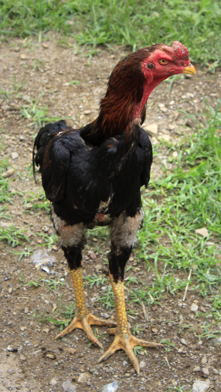 Breed Profile: Shamo Chicken - Backyard Poultry